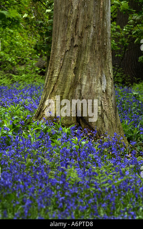 Bluebells growing in a wood around a dead tree near Flitwick ...