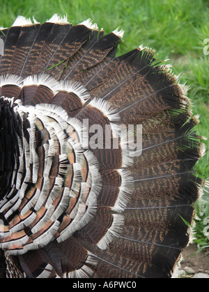 A large male turkey with its feathers spread out walks around on the ...