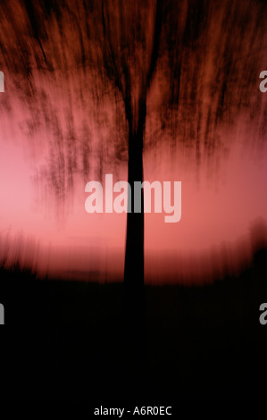 A lone tree shown in a conceptual image style Stock Photo - Alamy