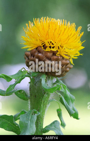 Giant knapweed - Bighead knapweed - Yellow hardhead - Armenian ...