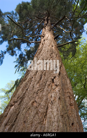 Wellingtonia redwood tree in Kelso Churchyard Scottish Borders UK ...