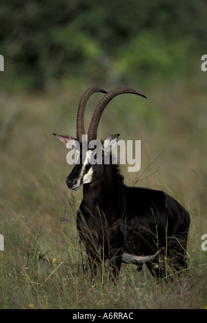 AFRICA, Kenya Shimba Hills, Mombassa Coast Sable Antelope Stock Photo ...