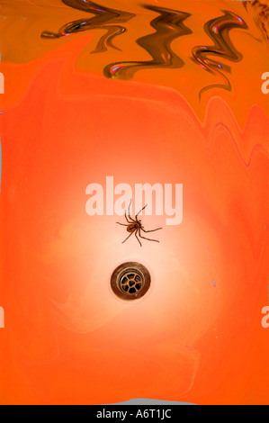 Common Australian Huntsman spider in a bath tub Stock Photo - Alamy