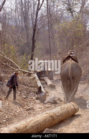 Illegal logging, Salween, Thailand. Asian elephant (Elephas maximus ...