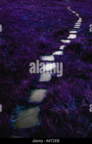 Stone stepping stone pathway leading to Ardgroom Stone Circle Beara ...