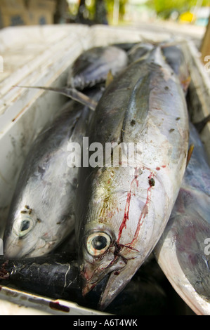 Tuna fish caught off Funafuti island, Tuvalu Stock Photo - Alamy
