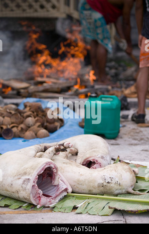 pigs slaughtered for a traditional funeral feast on Funafuti, Tuvalu ...