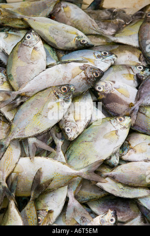 A shoal of small tropical fish off Green Island on The Great Barrier ...