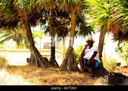 Man resting in the shade of a group of Vacoas trees in Rodrigues Stock ...