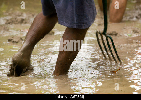 Farmers preparing the ground to plant Pulaka a staple part of the ...
