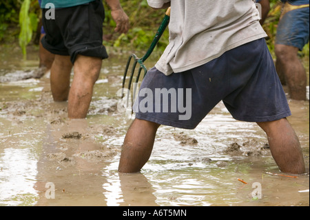 Farmers preparing the ground to plant Pulaka a staple part of the ...