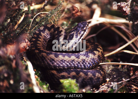 Adder bite (Vipera berus) showing comparison of hands after being ...