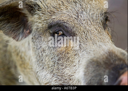 Pigs being reared on Funafuti, Tuvalu Stock Photo - Alamy