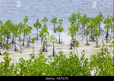 Mangrove swamp on Fiji Stock Photo - Alamy