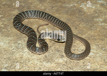 BANDED RACER. Argyrogena fasciolata Non Venomous Not Common. JUVENILE ...
