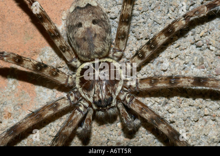 Giant crab spider species (Heteropoda davidbowie Stock Photo - Alamy