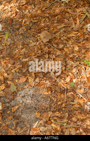 Snake northern copperhead moccasin hard to see in leaves camouflage ...
