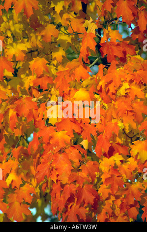 bright colors of foliage on maple tree in warm autumn day Stock Photo ...