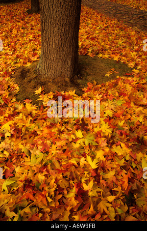 Sugar maple autumn leaves growing on the trees Stock Photo - Alamy