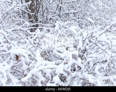 snow covered bush Stock Photo - Alamy