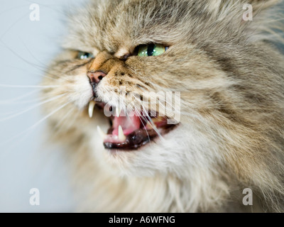 Domestic cats showing aggressive behavior during conflict with dramatic ...