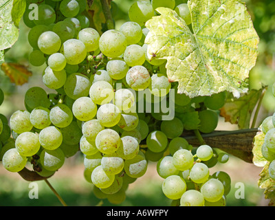 ripe grapes of Silvaner on vines in vineyard winegrowing in Franconia ...