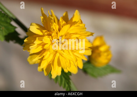 Japanese Rose, Jew's Mallow, Jews Mallow (Kerria japonica 'Plenifolia ...