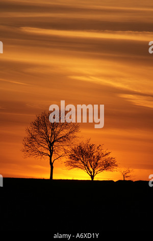 Trees at sunset near Risby Suffolk Stock Photo - Alamy