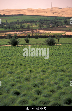 Agricultural fields in the Liwa Oasis, United Arab Emirates Stock Photo ...