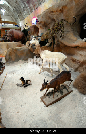 Animal display at the Worlds largest Shell Factory a popular tourist ...
