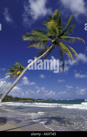 CARIBBEAN, Grenada, Palm trees lining the beach Stock Photo - Alamy