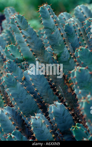 Closeup of Euphorbia resinifera, the resin spurge, is a species of ...