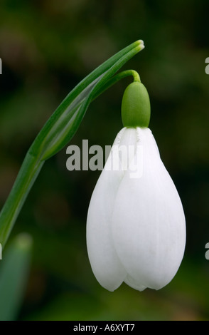 Snowdrop 'S. Arnott' flowers (Galanthus 'S. Arnott' Stock Photo - Alamy