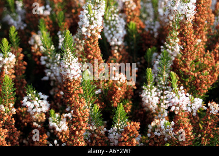 Heather. Erica Vagans - Lyonesse Stock Photo - Alamy
