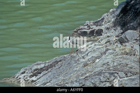 pied stilt sitting on a rock ledge near an acid lake formed from ...