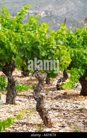 syrah gobelet training old vine mulch on the soil cornas rhone france ...