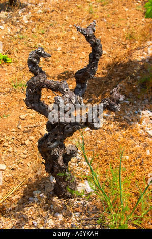 Domaine d'Aupilhac. Montpeyroux. Languedoc. Vines trained in Gobelet ...