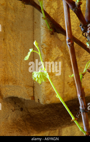 Domaine des Grecaux in St Jean de Fos. Montpeyroux. Languedoc ...