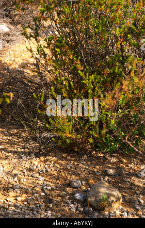 St Pargoire. Languedoc. Garrigue undergrowth vegetation with bushes and ...