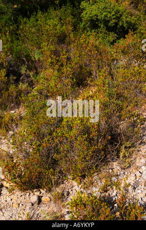 St Pargoire. Languedoc. Garrigue undergrowth vegetation with bushes and ...