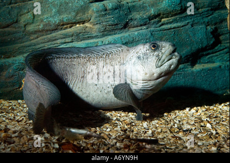 Wolf fish in an aquarium Stock Photo - Alamy