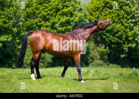 Stallion exhibiting usual stallion behaviour Stock Photo - Alamy