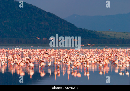 Flamingo feed in Lake Nakuru Kenya, Africa Stock Photo - Alamy