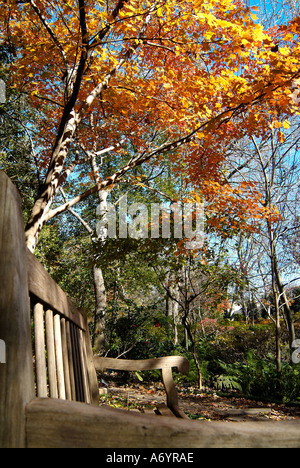 Wood bench in the Dallas Arboretum Stock Photo - Alamy