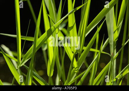 Reed grass, fresh spring time green Stock Photo - Alamy