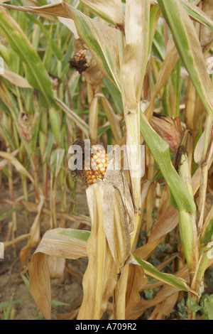 corn field detail before crop Stock Photo - Alamy