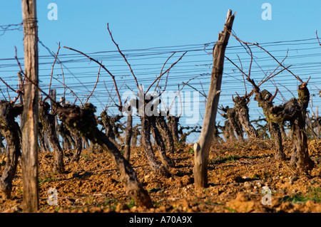 Guyot double pruned vines in the vineyard. Domaine du Chevalier. Graves ...