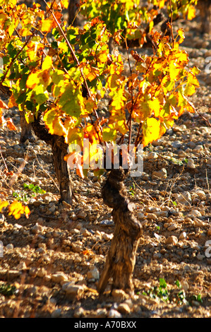 La Clape. Languedoc. Vines trained in Gobelet pruning. Vine leaves ...