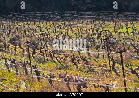 syrah vines trained in Cordon Royat on the typical sandy pebbly soil in ...