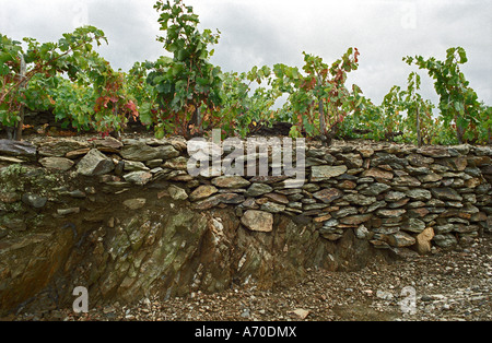 Detail of the schist slate schistose and gravelly soil in the vineyard ...